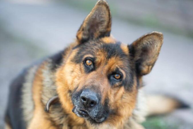 Wilczur – lista ras, cena, dla kogo, pochodzenie