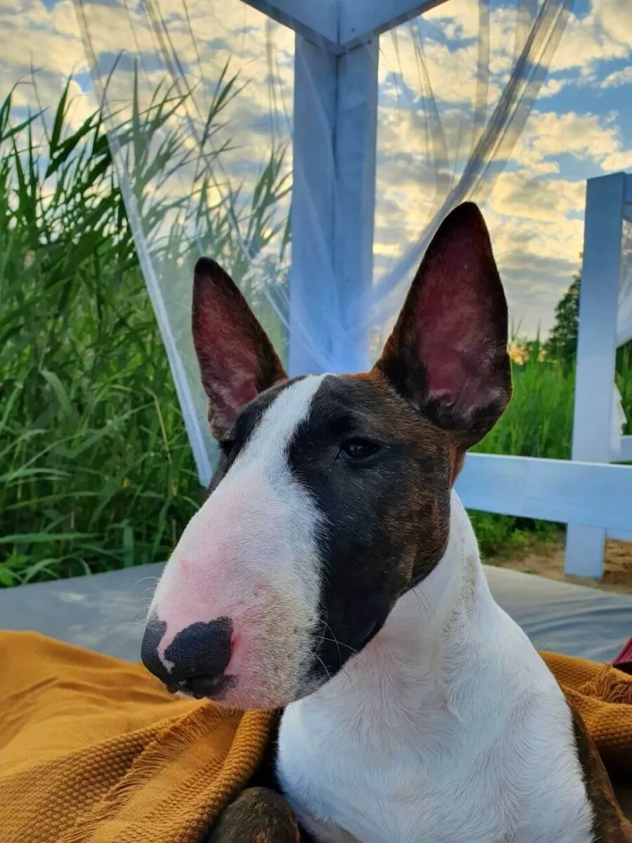 Bulterier – opis rasy, cena, charakterystyka | Zwierzaki