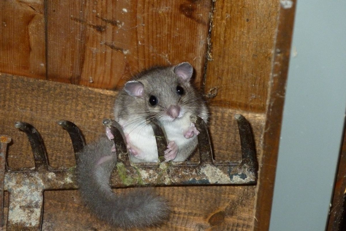 Popielica szara a afrykańska – różnice, opis, hodowla