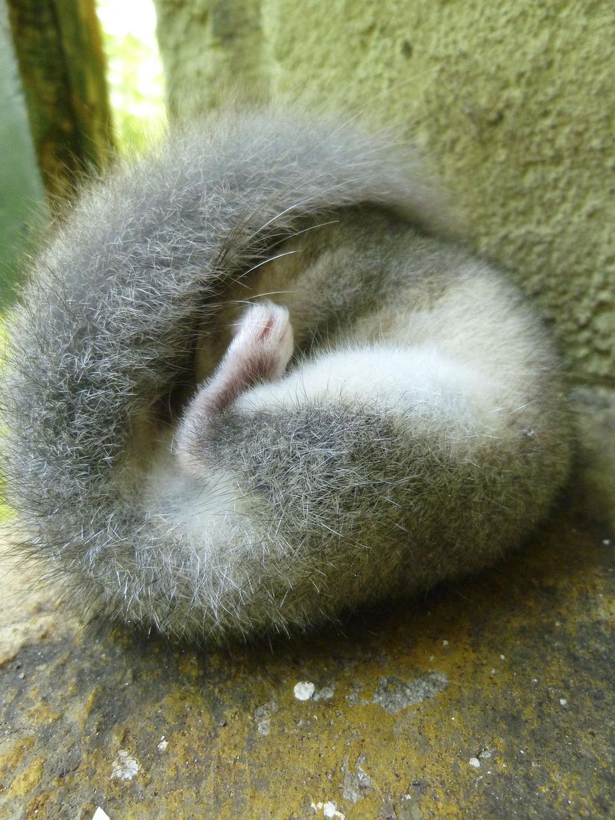 Popielica szara a afrykańska – różnice, opis, hodowla