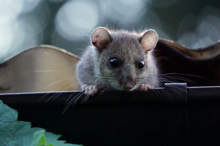 Popielica szara a afrykańska – różnice, opis, hodowla