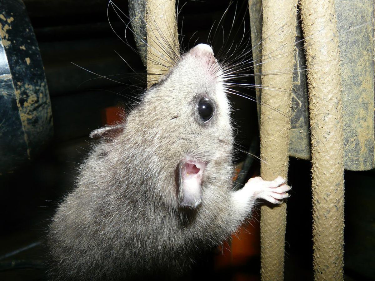 Popielica szara a afrykańska – różnice, opis, hodowla