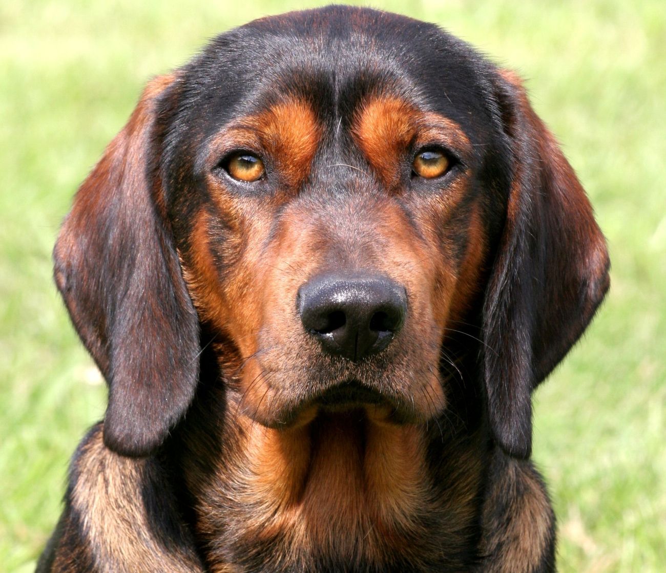 Alpejski gończy krótkonożny – opis, hodowla, charakter rasy