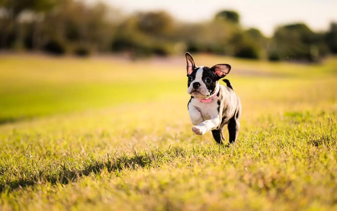 Anatomia psa – układ kostny, organy wewnętrzne | Zwierzaki