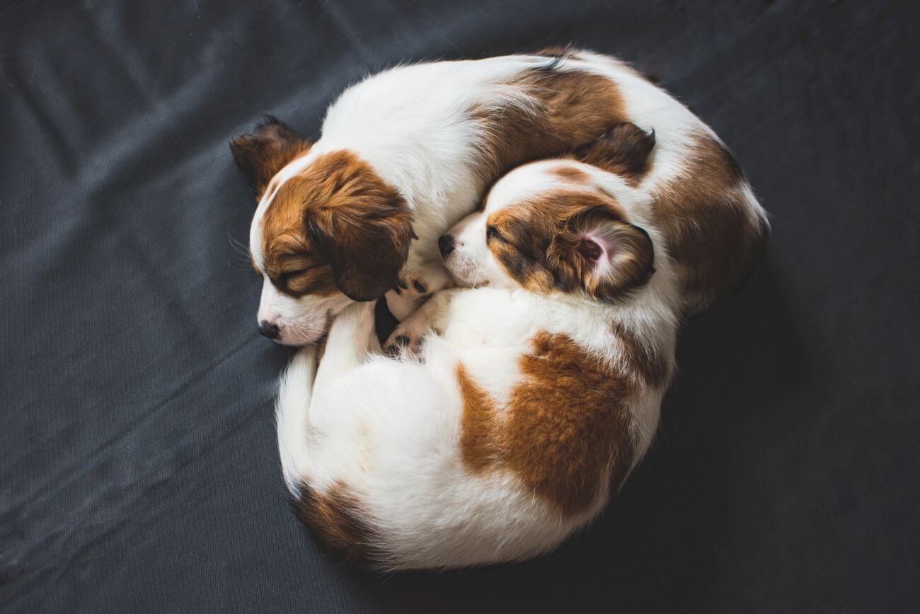 Anatomia psa – układ kostny, organy wewnętrzne | Zwierzaki