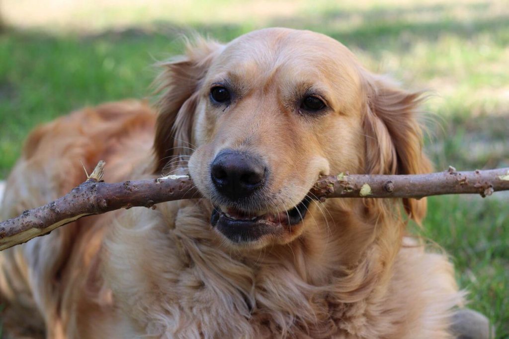 Psy obronne – poznaj rasy psów bojowe i obronne