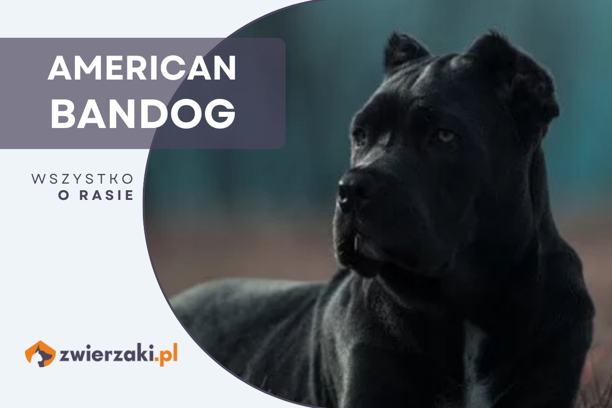 Bandog – opis rasy psa cena, hodowla, szczeniaki, opinie