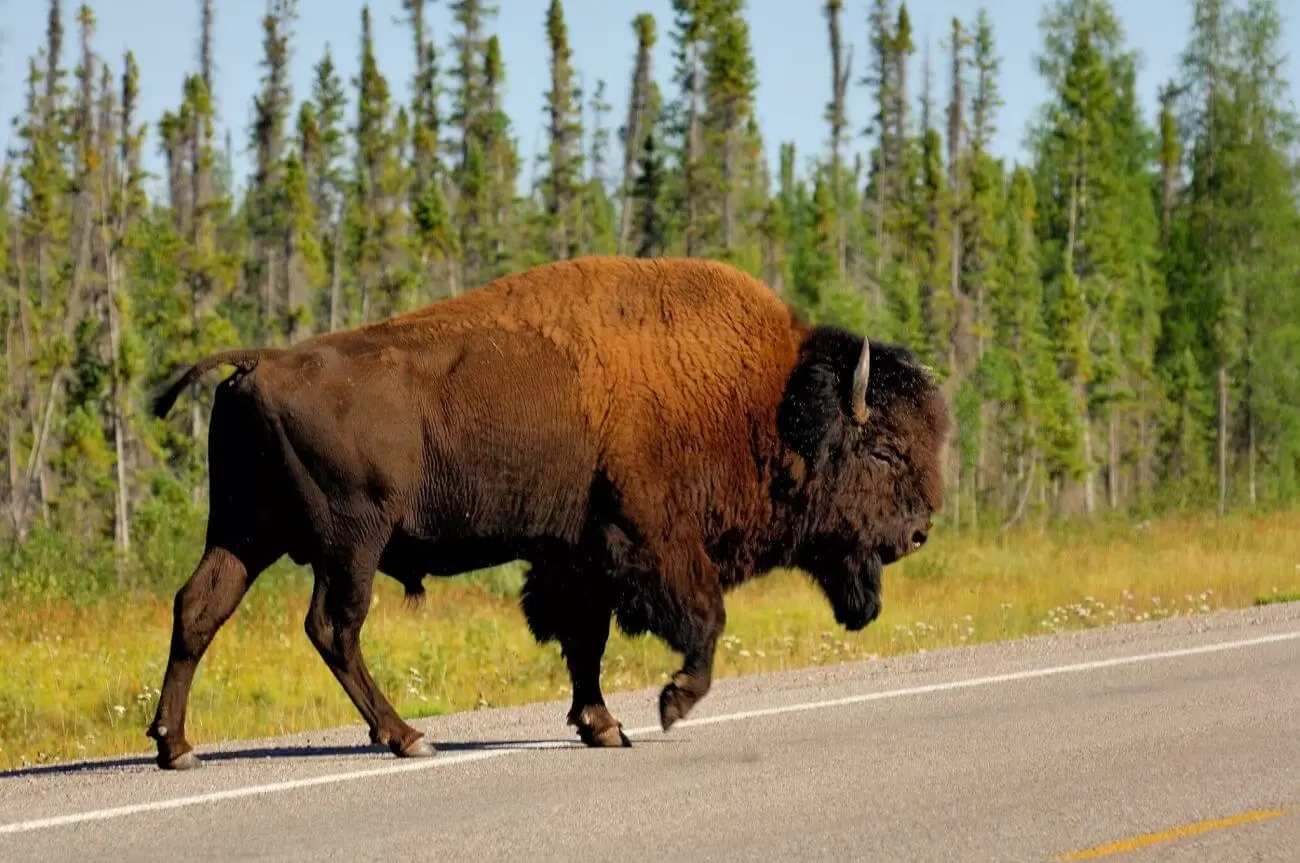Bizon – amerykański kuzyn naszego żubra | Zwierzaki