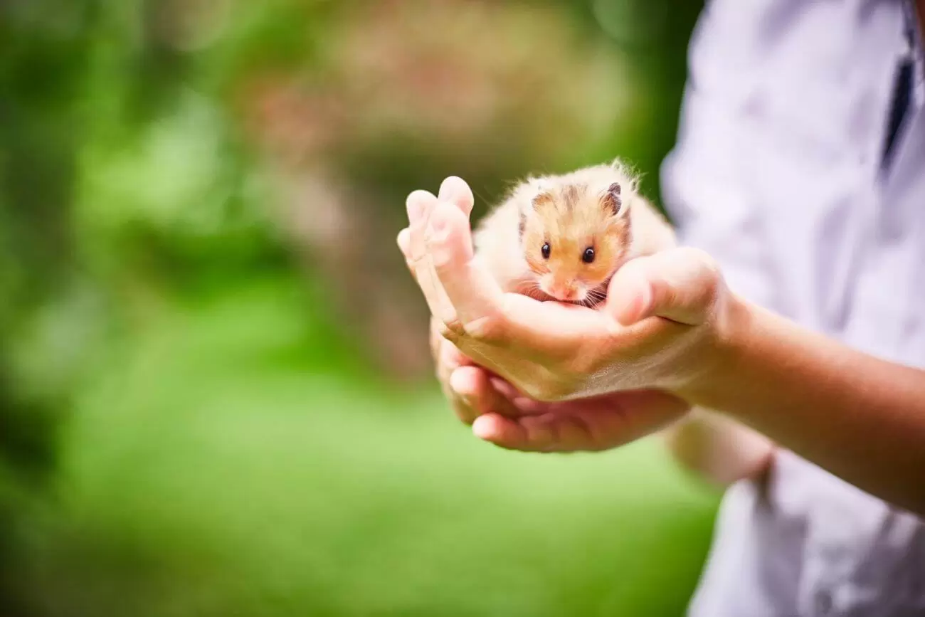 Chomik syryjski – ile żyje, co je, jak wygląda | Zwierzaki