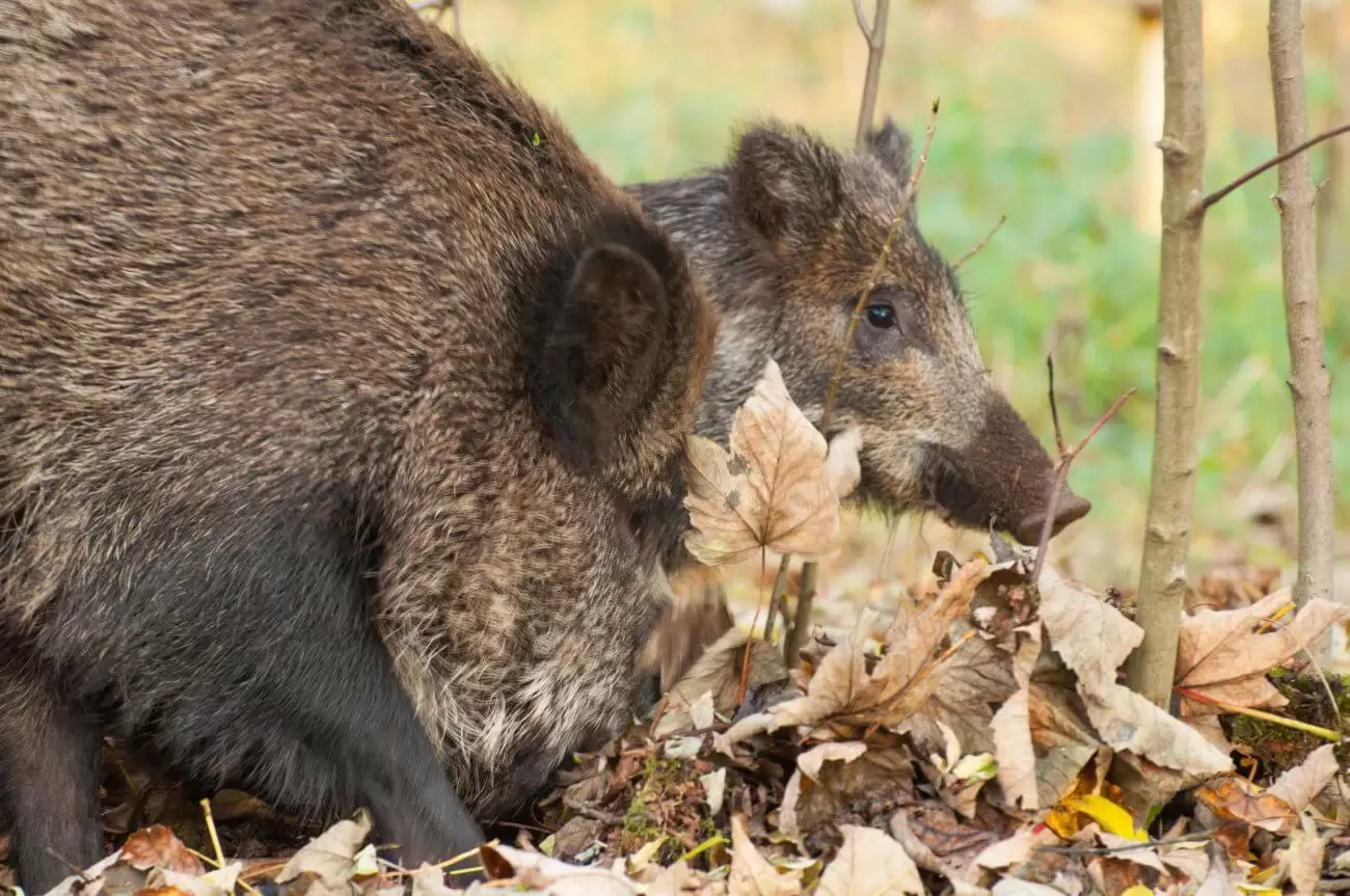 Co jedzą dziki? Poznaj ich jadłospis | Zwierzaki
