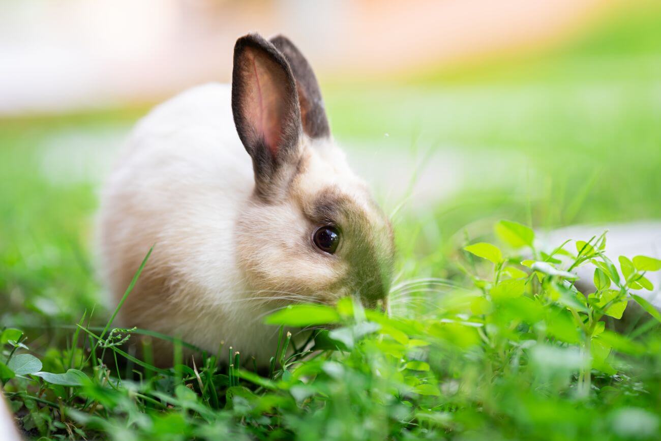 Co jedzą króliki? Czego nie mogą jeść? | Zwierzaki