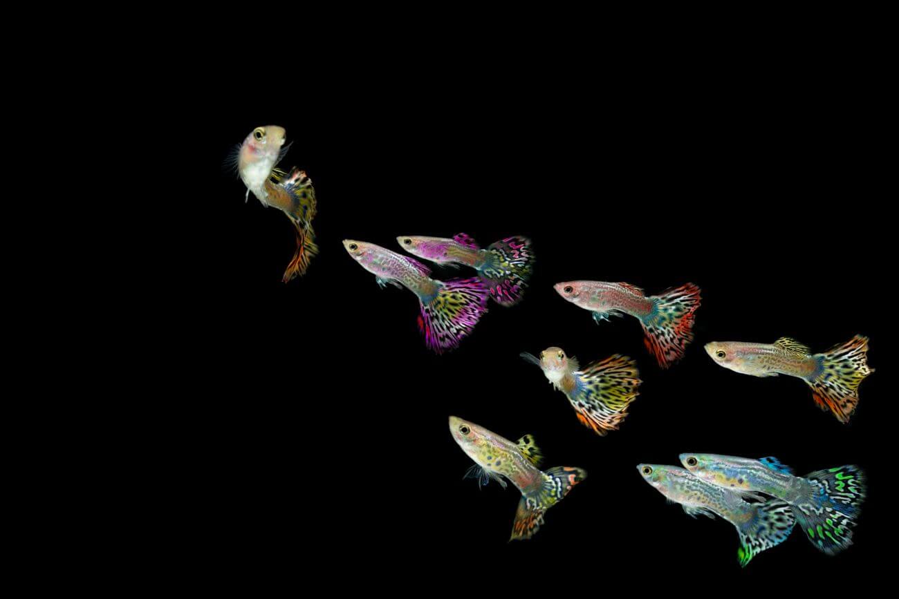 Gupiki – wszystkie informacje o gatunku | Zwierzaki