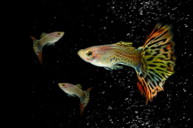 Gupiki – wszystkie informacje o gatunku | Zwierzaki