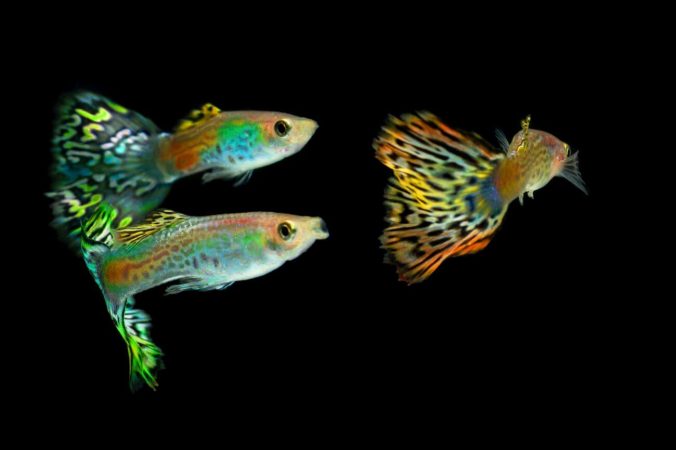 Gupiki – wszystkie informacje o gatunku | Zwierzaki