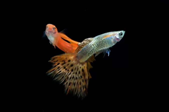 Gupiki – wszystkie informacje o gatunku | Zwierzaki