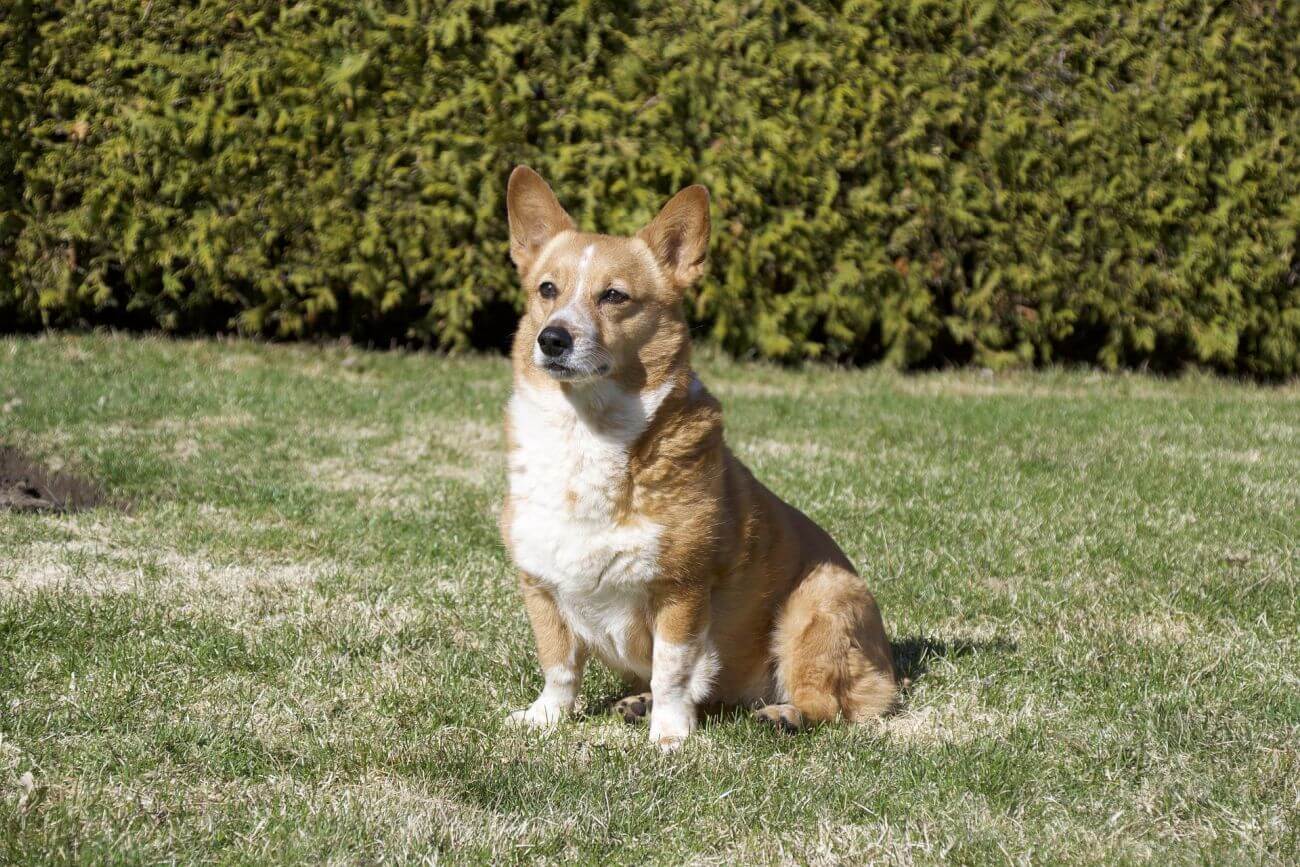 Jak nauczyć psa siad? Nauka komendy siadania! | Zwierzaki