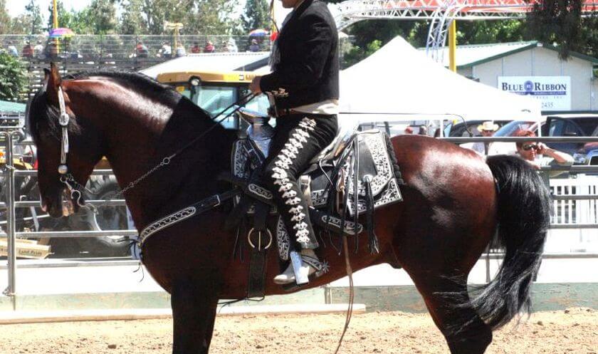 Koń aztecki – opis rasy, historia i hodowla | Zwierzaki