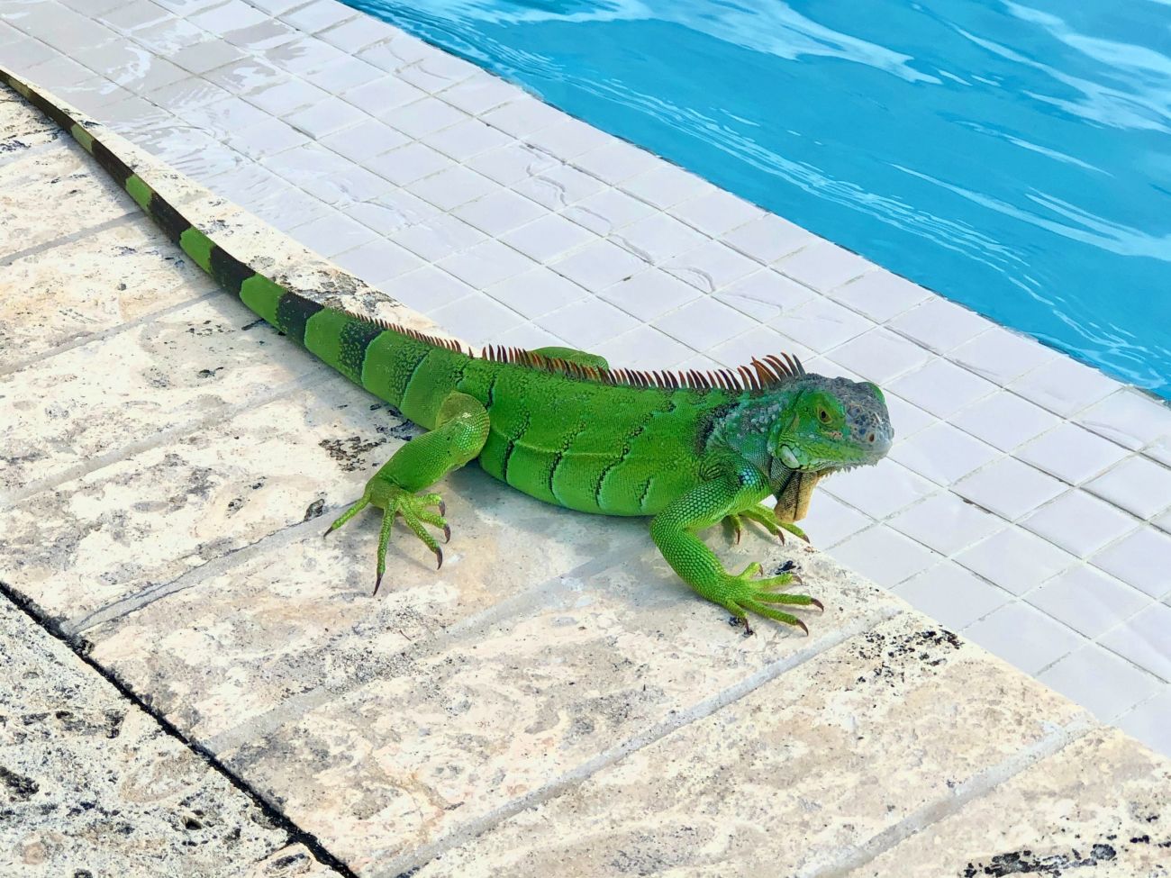 Legwan – gatunki, wymagania, cena | Zwierzaki