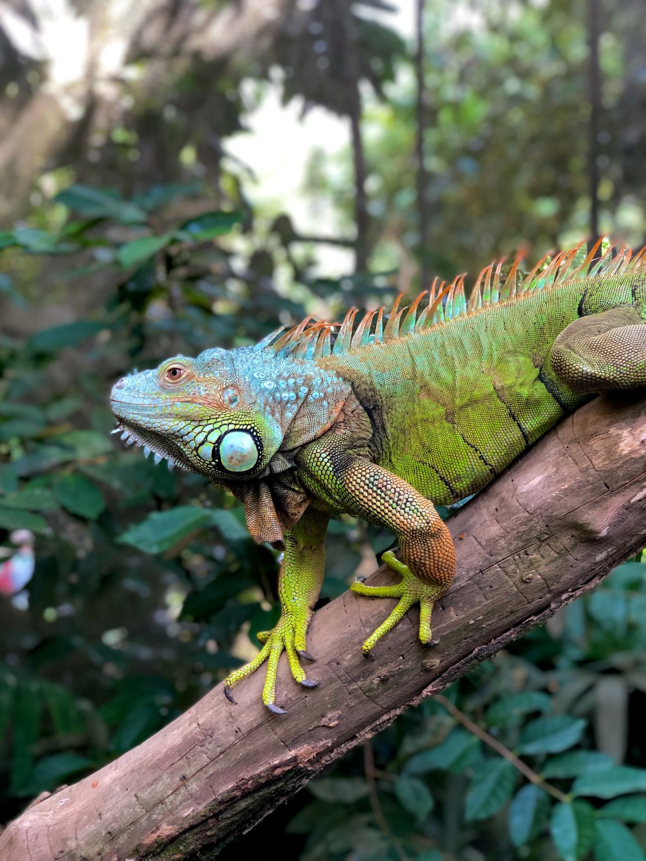 Legwan – gatunki, wymagania, cena | Zwierzaki