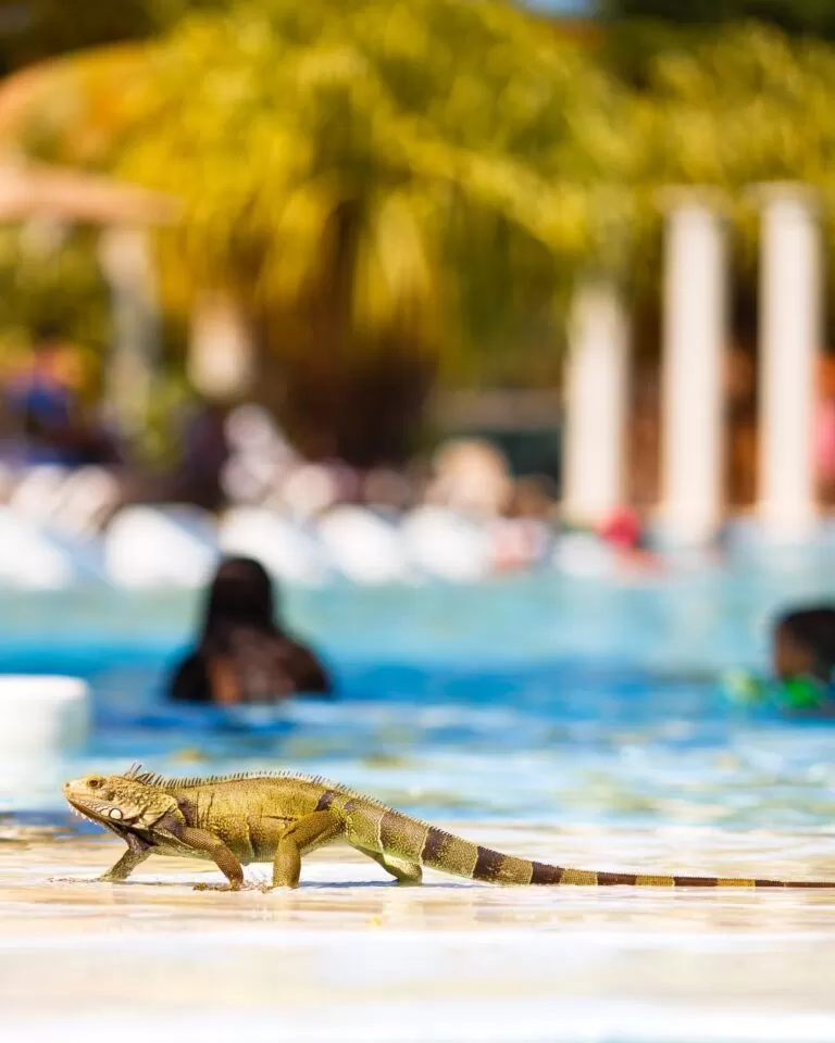 Legwan – gatunki, wymagania, cena | Zwierzaki