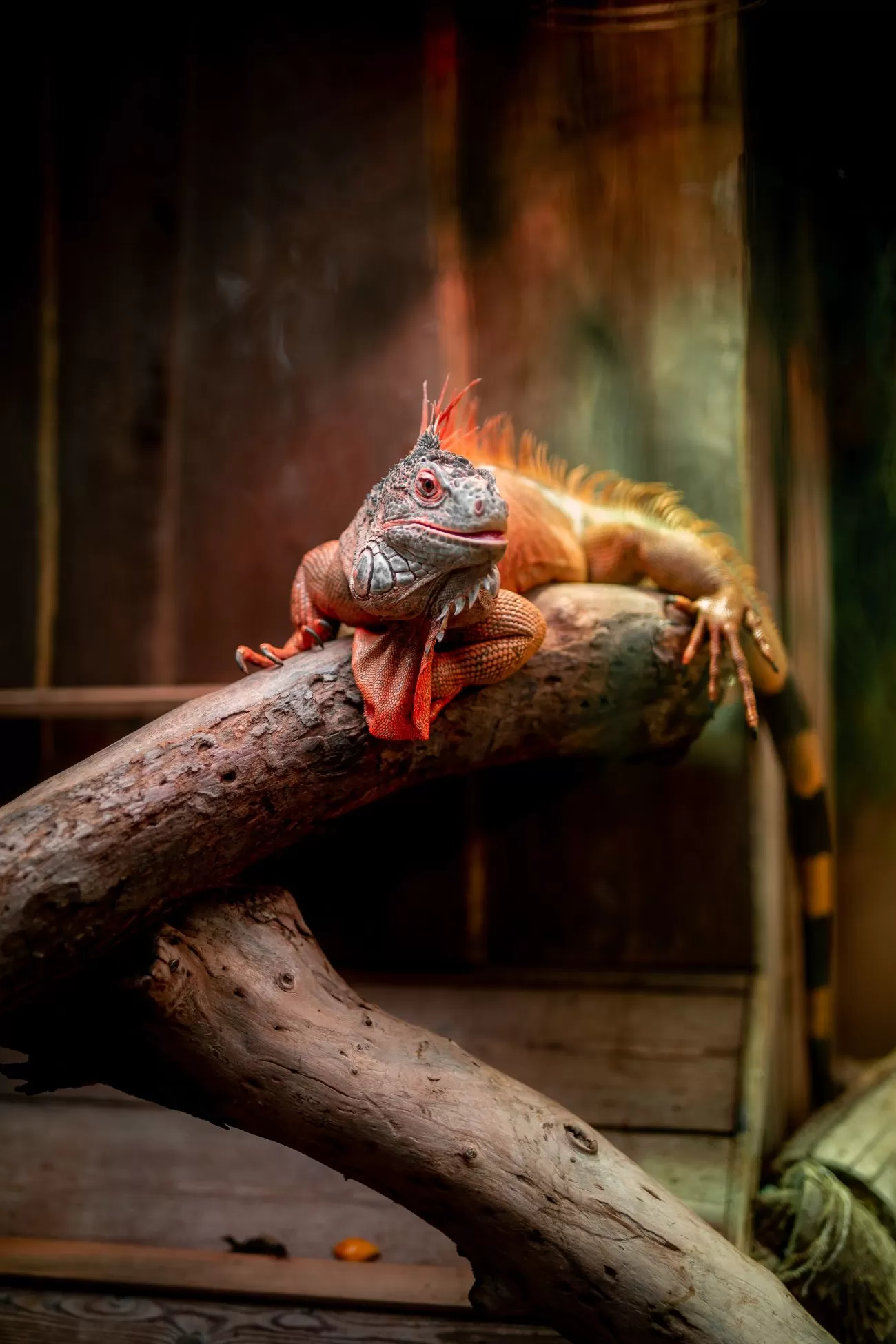 Legwan – gatunki, wymagania, cena | Zwierzaki