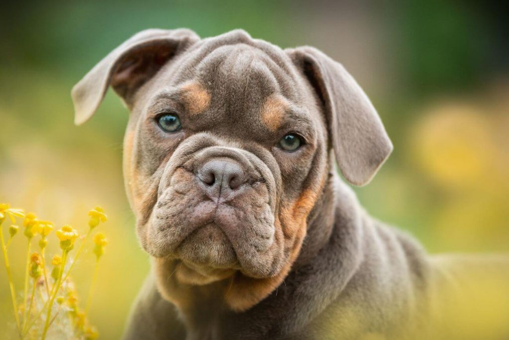 Psy obronne – poznaj rasy psów bojowe i obronne