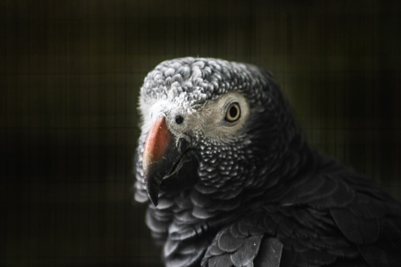 Żako – cena papugi, charakterystyka | Zwierzaki