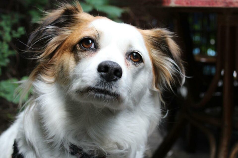 Psy obronne – poznaj rasy psów bojowe i obronne