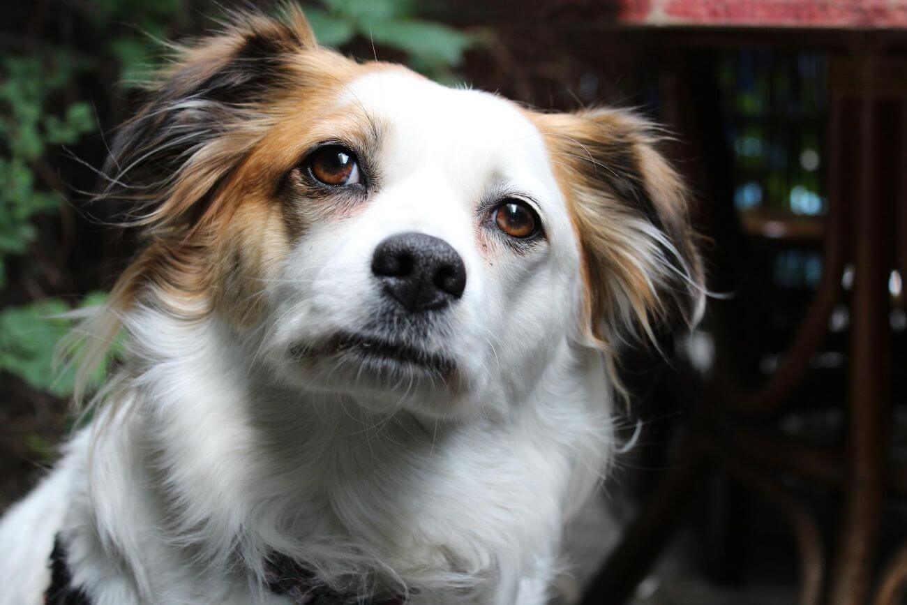 Psy obronne – poznaj rasy psów bojowe i obronne