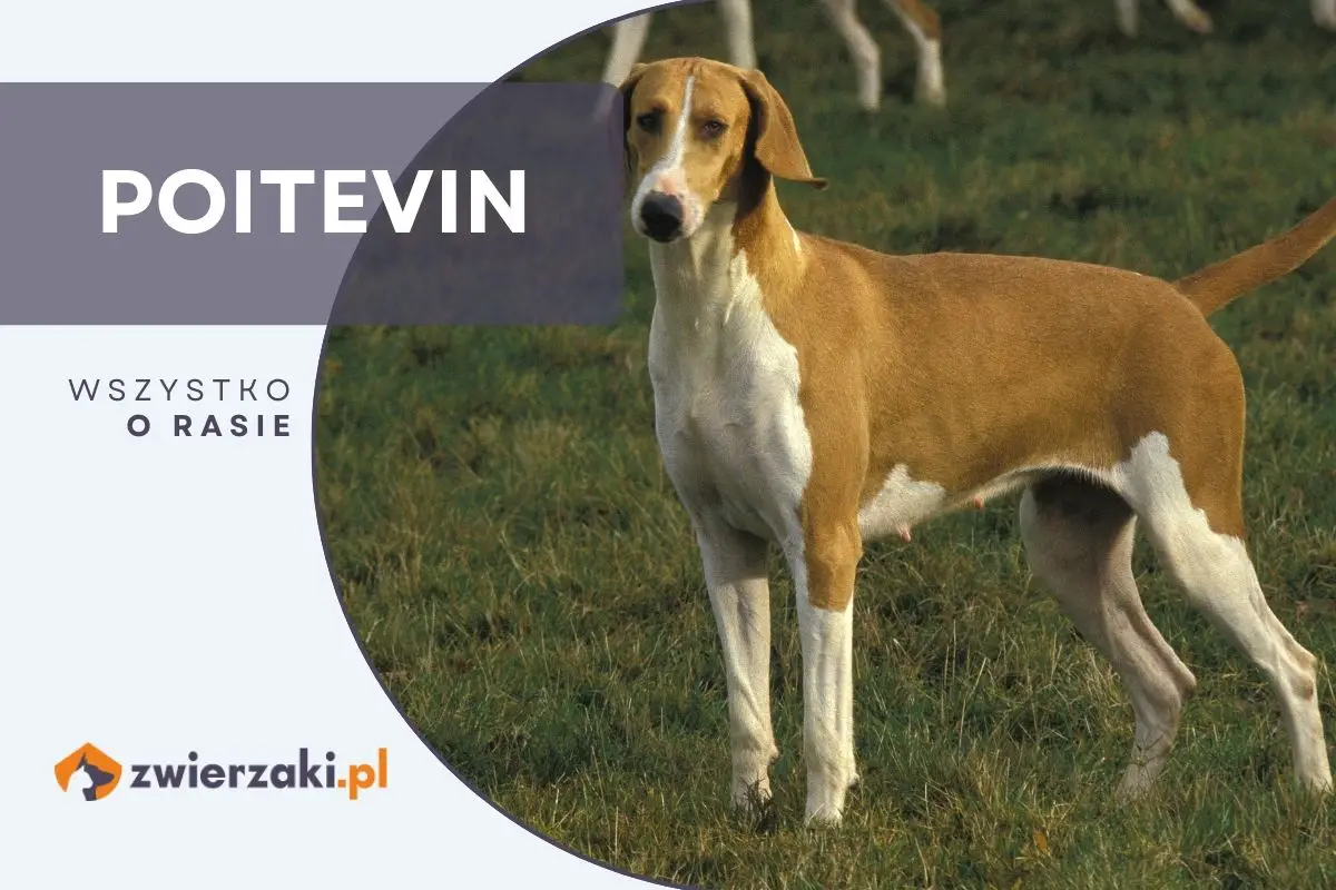 Poitevin – opis rasy, charakter i wygląd oraz historia
