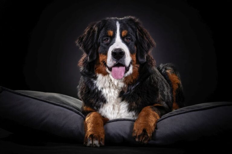 Psy pasterskie i stróżujące – rasy psów według FCI