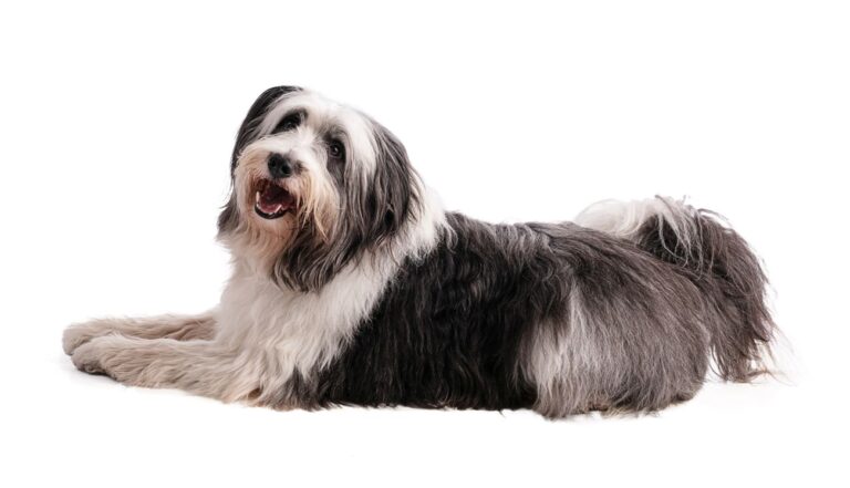 Psy pasterskie i stróżujące – rasy psów według FCI