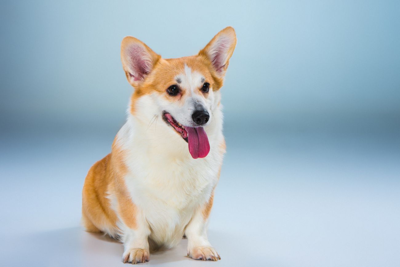 Psy pasterskie i stróżujące – rasy psów według FCI