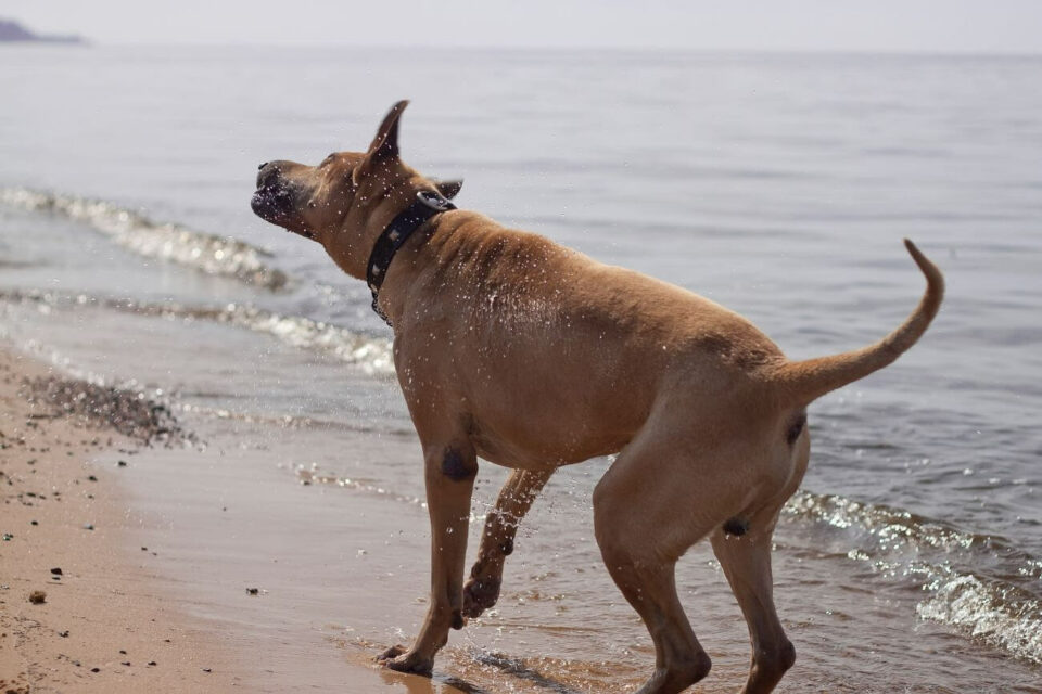 Rak odbytu u psa – co musisz o nim wiedzieć? | Zwierzaki