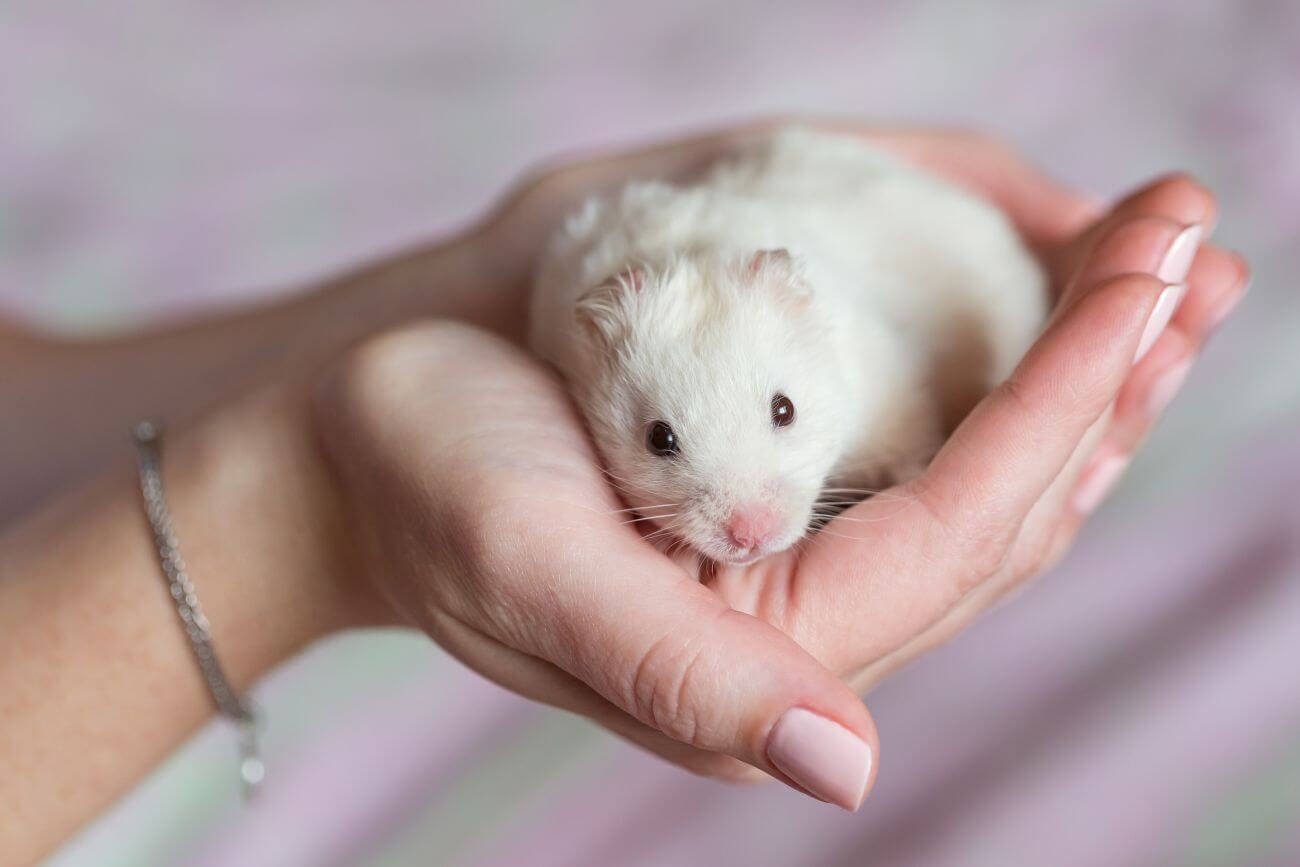 Rasy chomików – charakterystyka i potrzeby | Zwierzaki