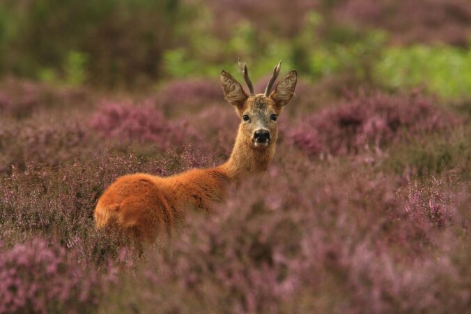 Samiec sarny – jak wygląda? Opis kozła sarny | Zwierzaki