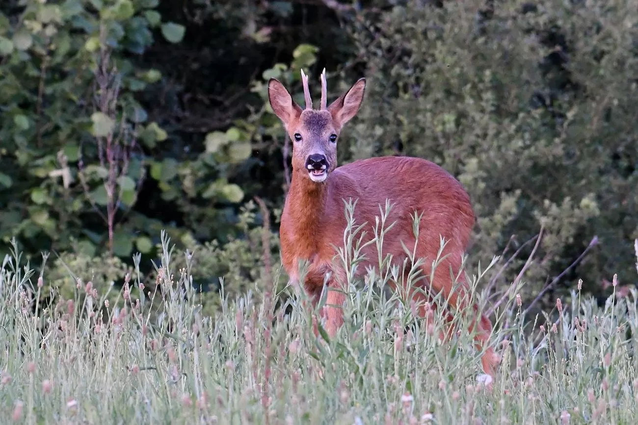 Samiec sarny – jak wygląda? Opis kozła sarny | Zwierzaki