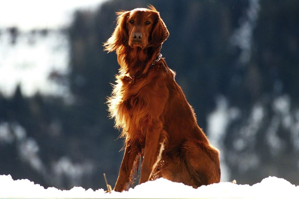 Psy obronne – poznaj rasy psów bojowe i obronne