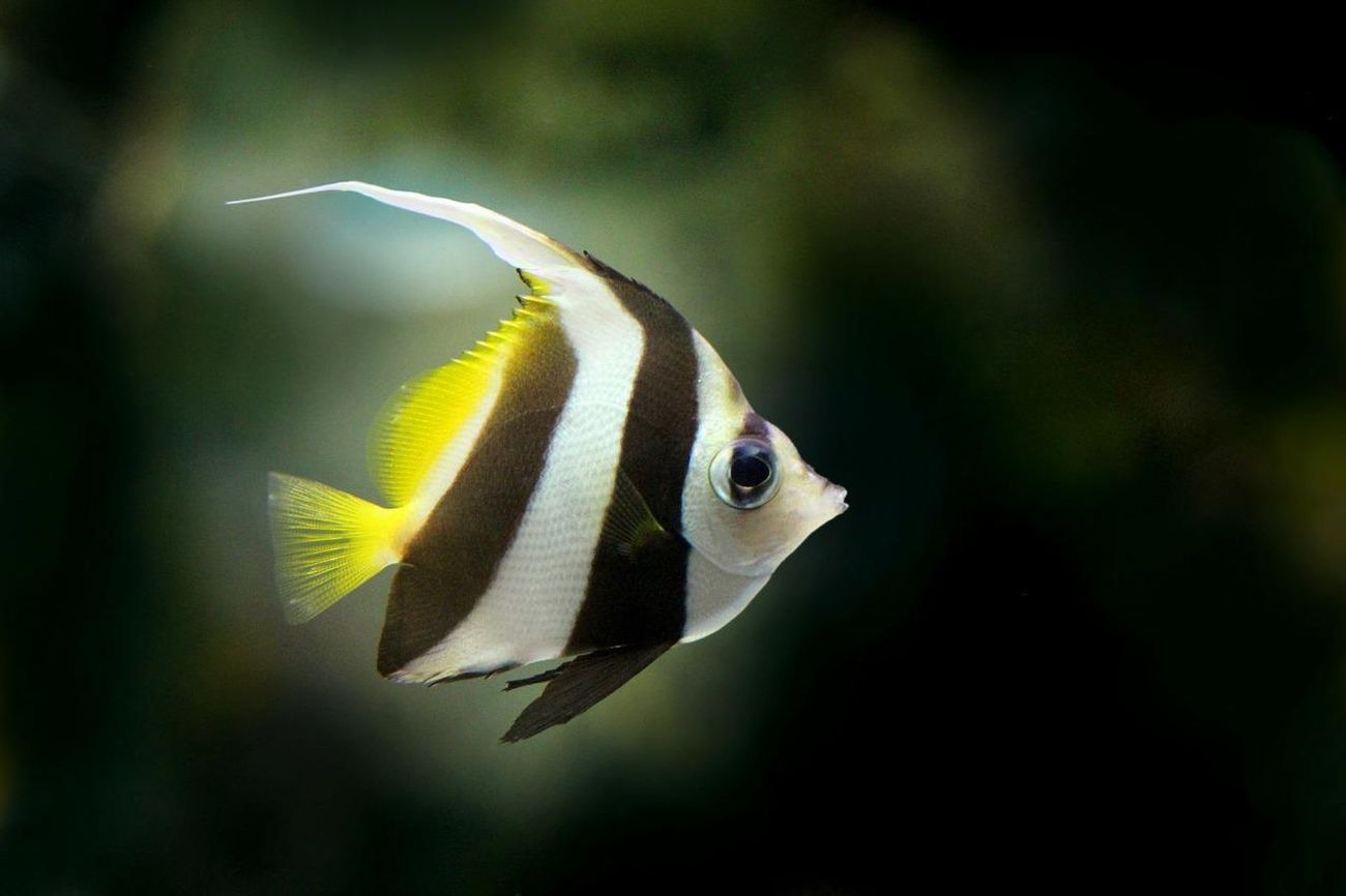 Skalary – wszystkie informacje o gatunku | Zwierzaki