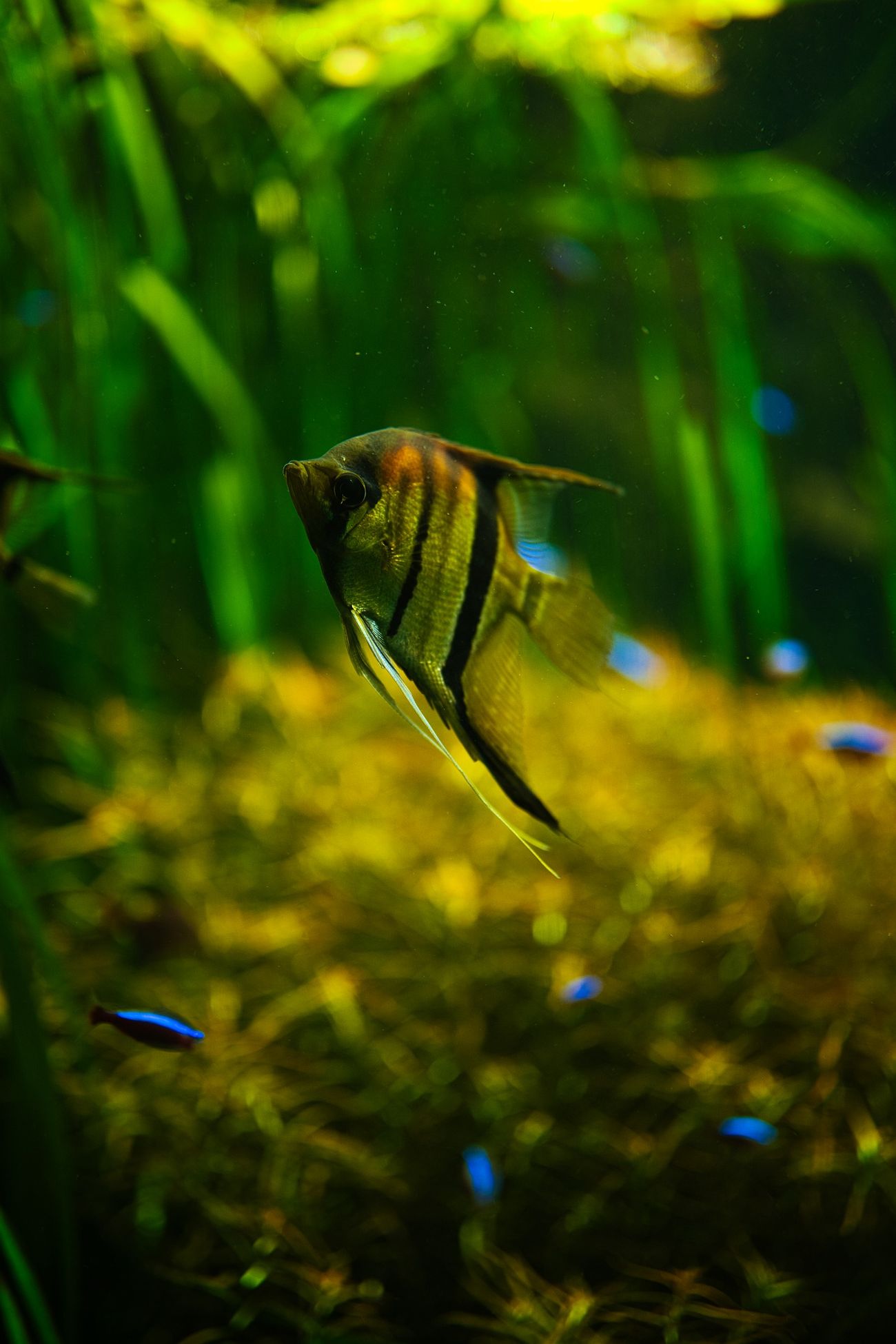 Skalary – wszystkie informacje o gatunku | Zwierzaki