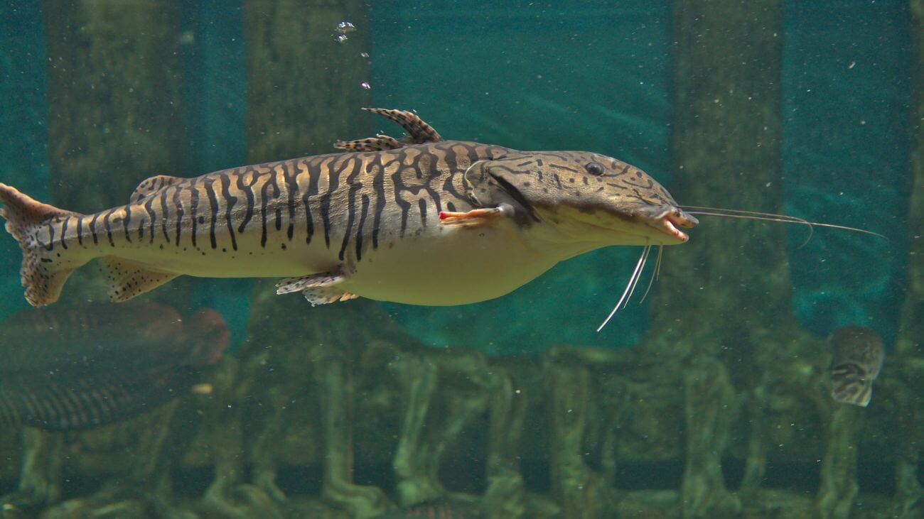 Sum akwariowy – cena, gatunki, żywienie, wybór akwarium