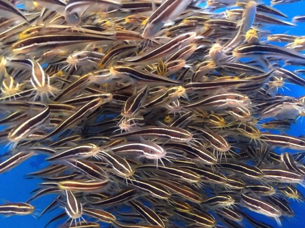 Sum akwariowy – cena, gatunki, żywienie, wybór akwarium