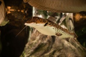 Sum akwariowy – cena, gatunki, żywienie, wybór akwarium