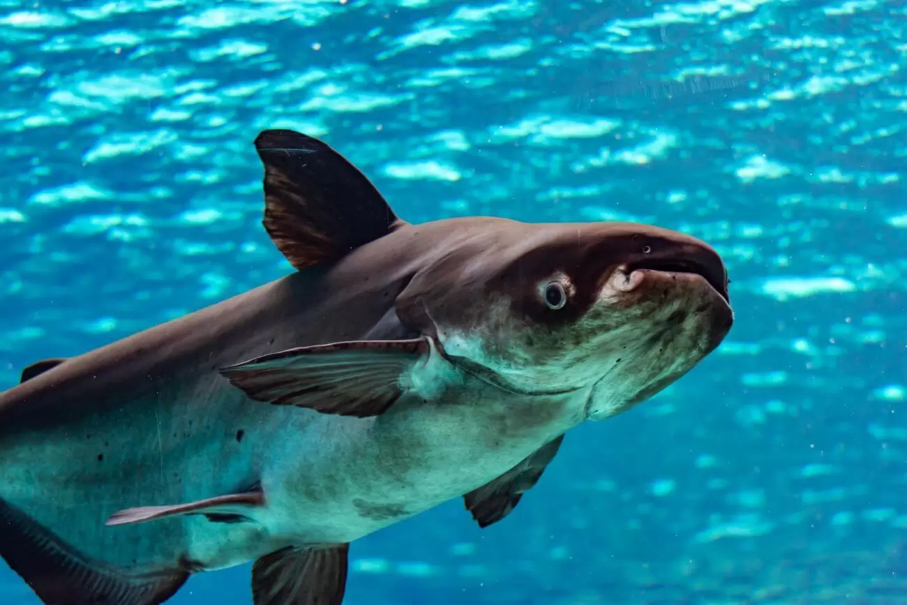 Sum rekini – podstawy hodowli | Zwierzaki