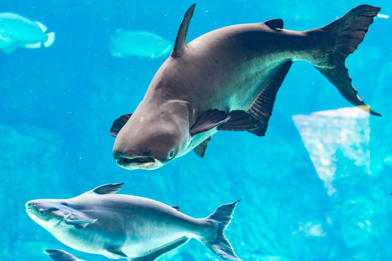 Sum rekini – podstawy hodowli | Zwierzaki