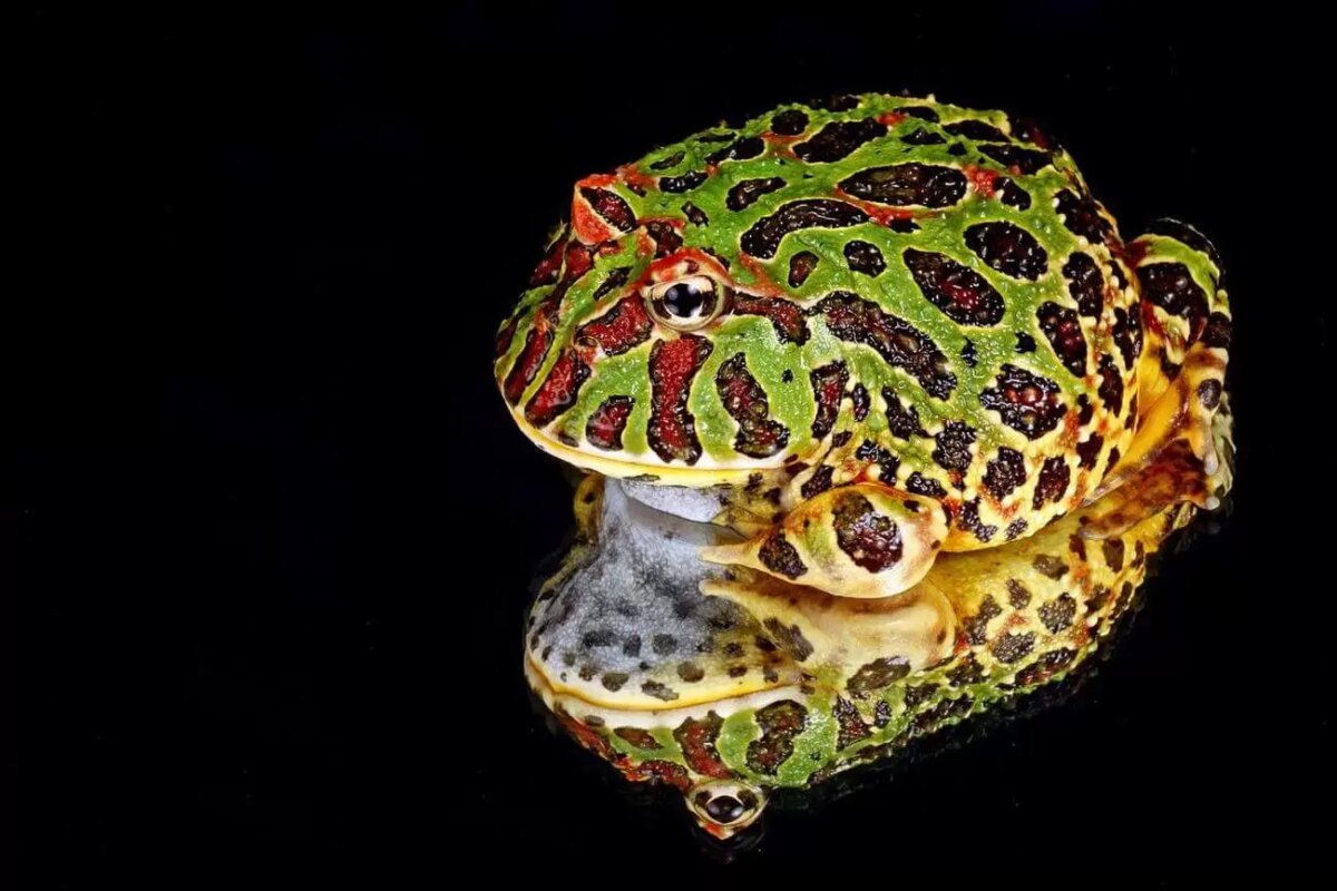 Żaba rogata (Ceratophrys cranwelli). Jak żywić rogatkę ozdobną? | Zwierzaki