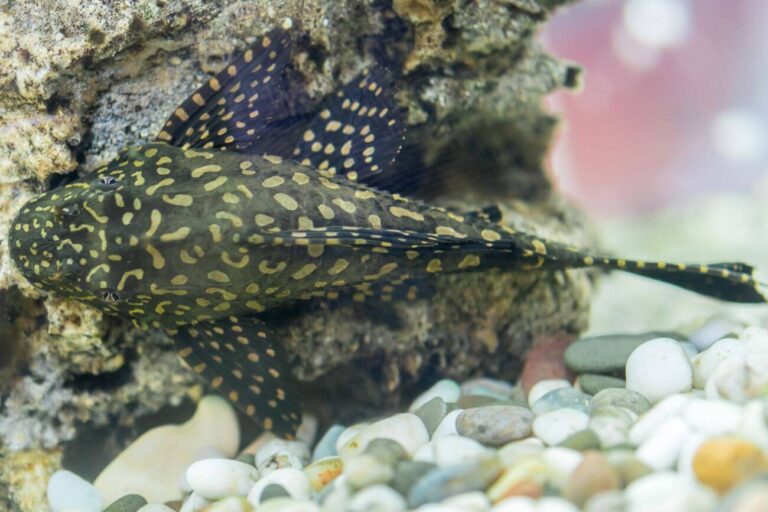 Zbrojnik niebieski – wszystko, co warto o nim wiedzieć