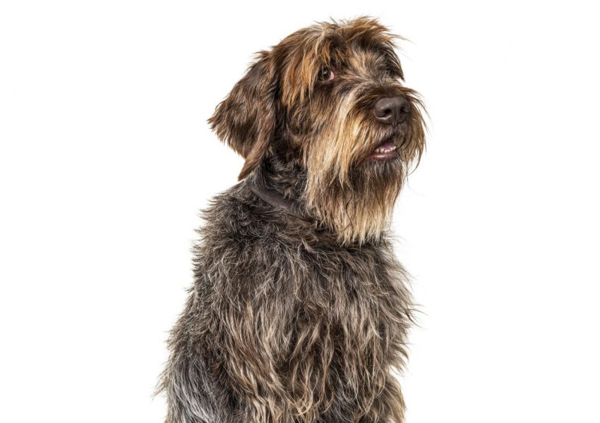 Gryfon Korthalsa – opis, usposobienie, hodowla