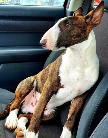 Bulterier – opis rasy, cena, charakterystyka | Zwierzaki