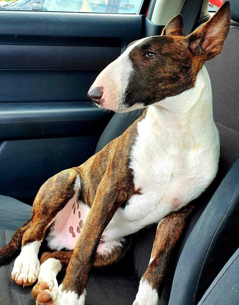 Bulterier – opis rasy, cena, charakterystyka | Zwierzaki